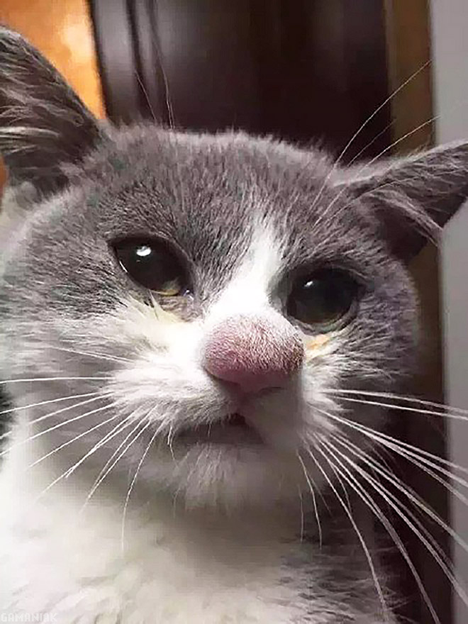 Cat stung bee